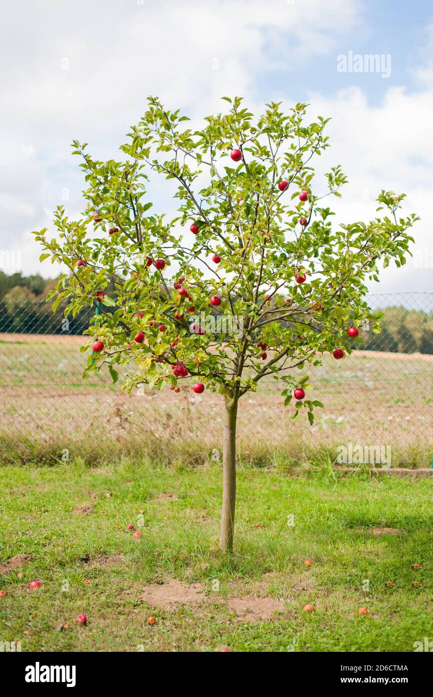 Arbol De Manzana