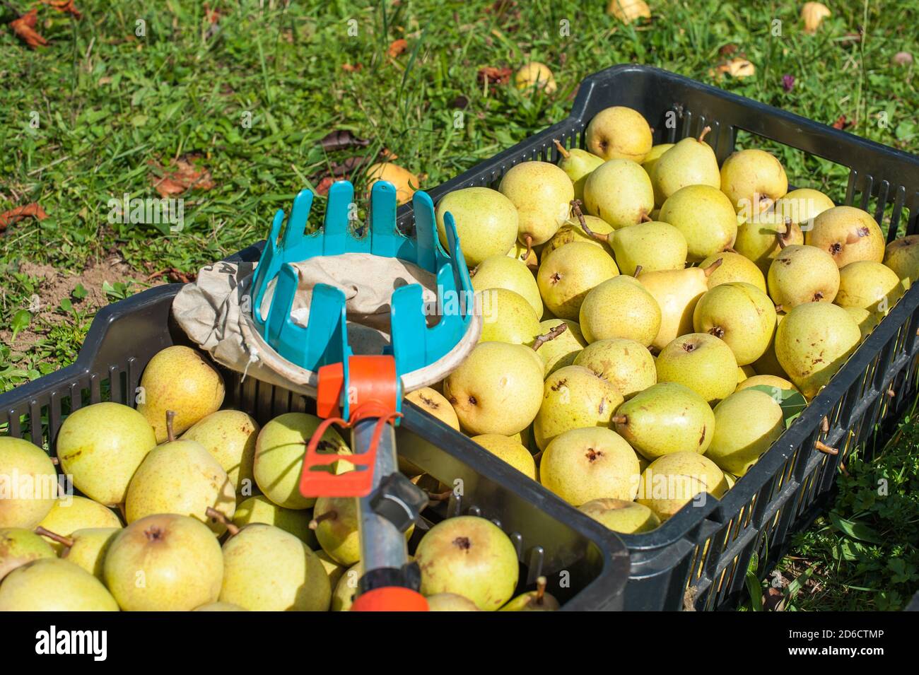 Fruit picker hi-res stock photography and images - Alamy