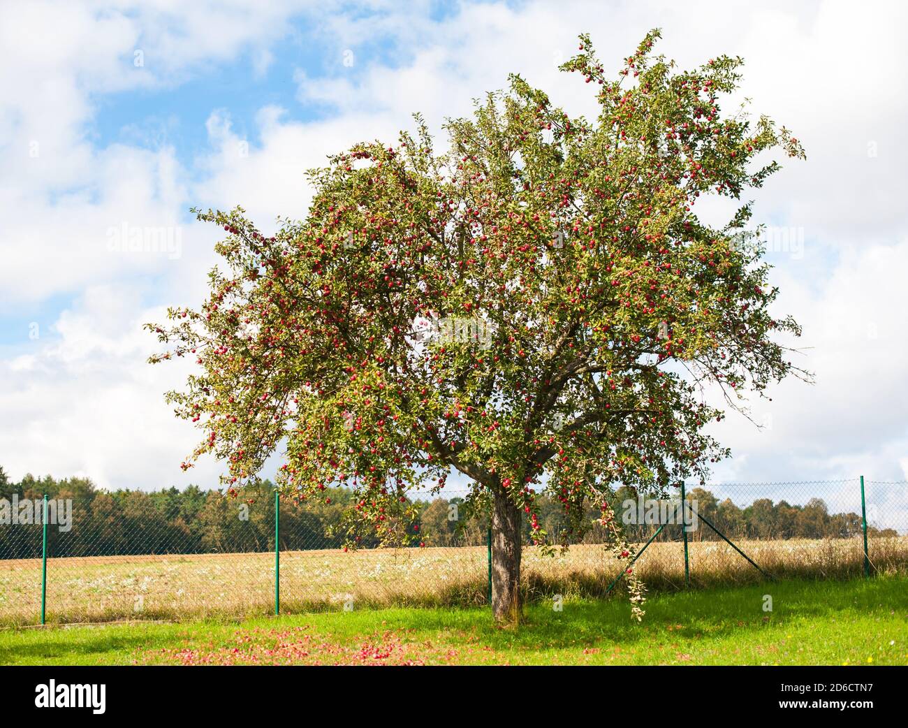 Apple tree is full of red ripe apples. Many of the fruits are lying ...