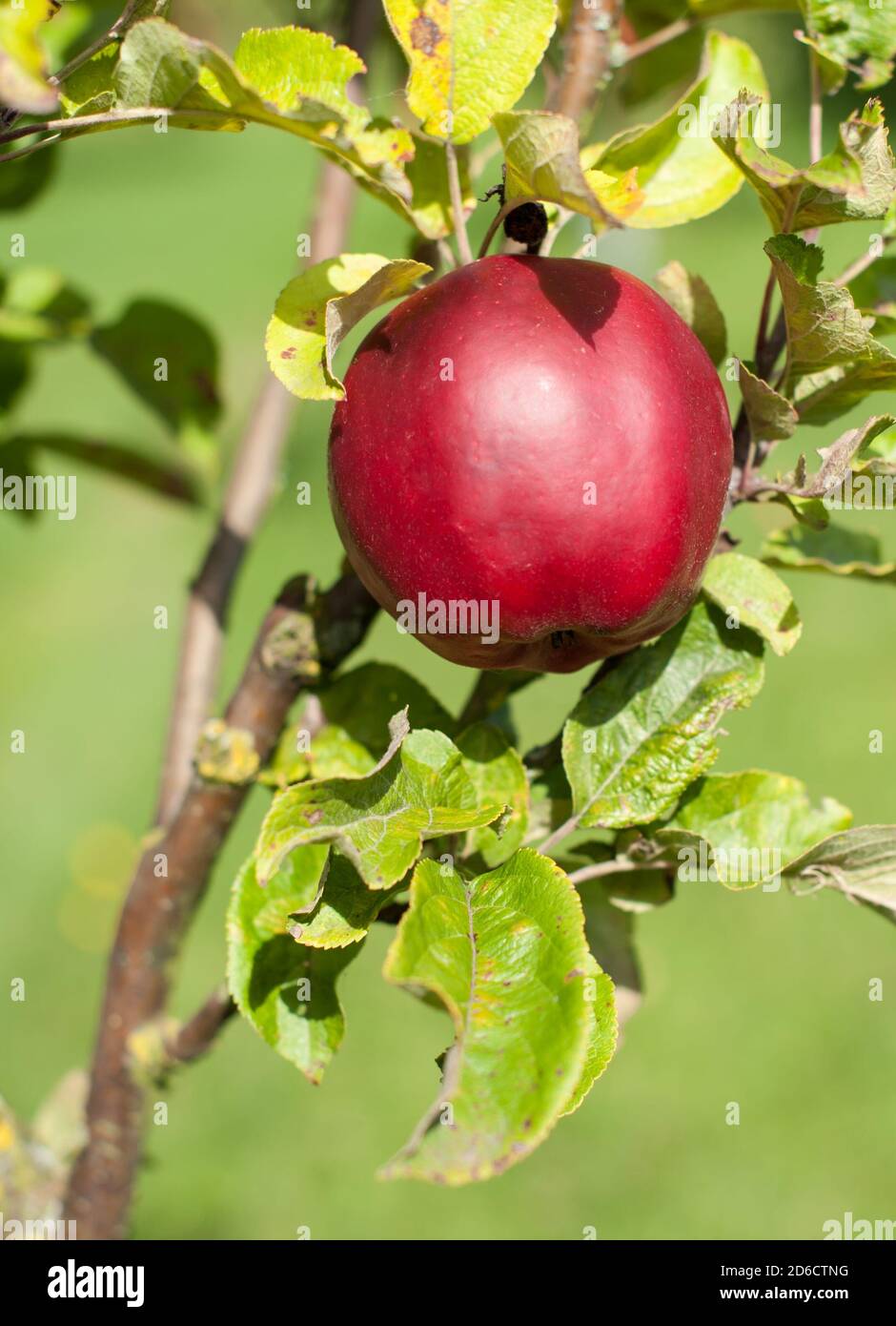 Red apple growing on tree. Shallow DOF Stock Photo - Alamy