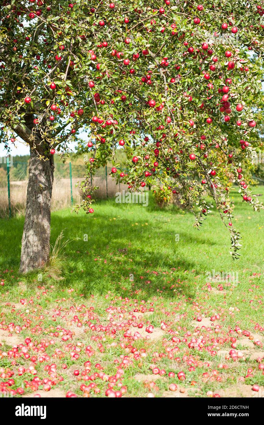 Branches of an apple tree are full of red ripe apples. Many of the ...