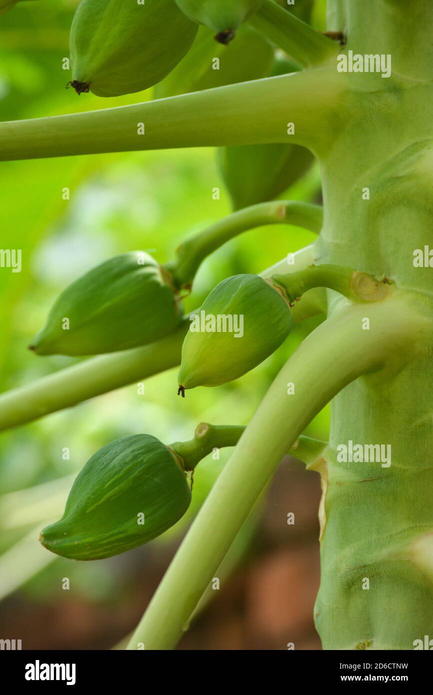 Small papaya hi-res stock photography and images - Alamy