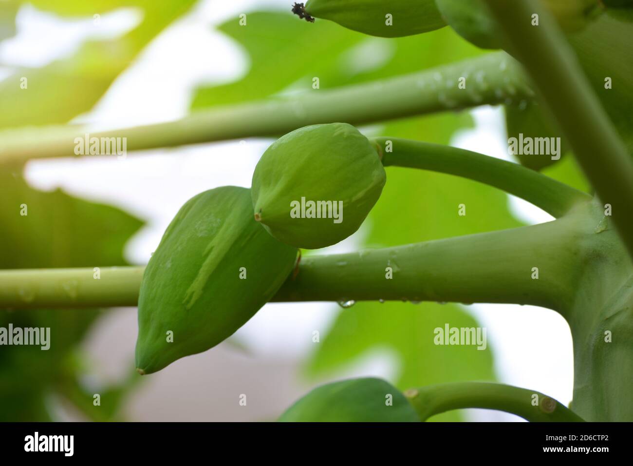 Small papaya hi-res stock photography and images - Alamy