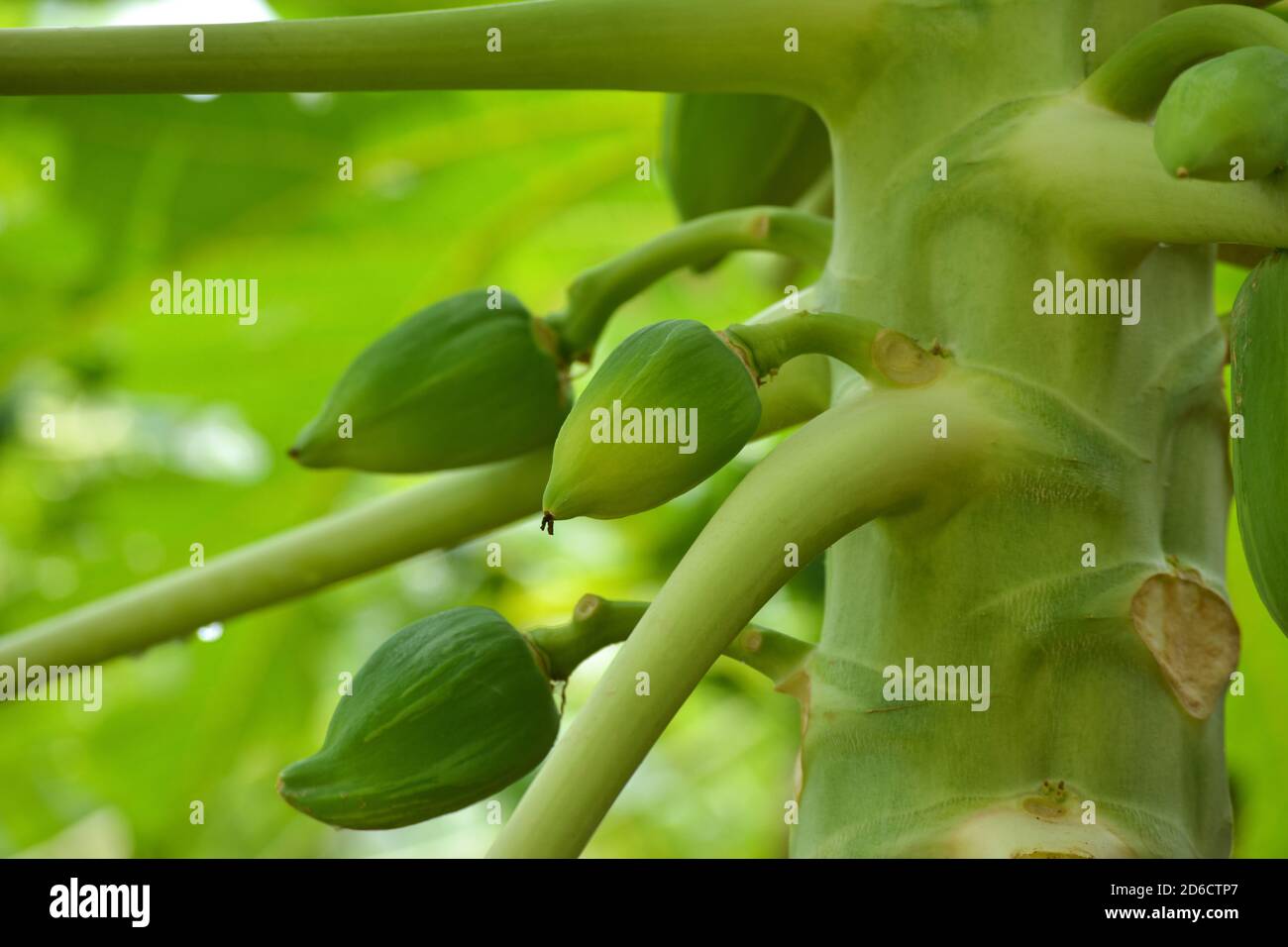 Small papaya hi-res stock photography and images - Alamy