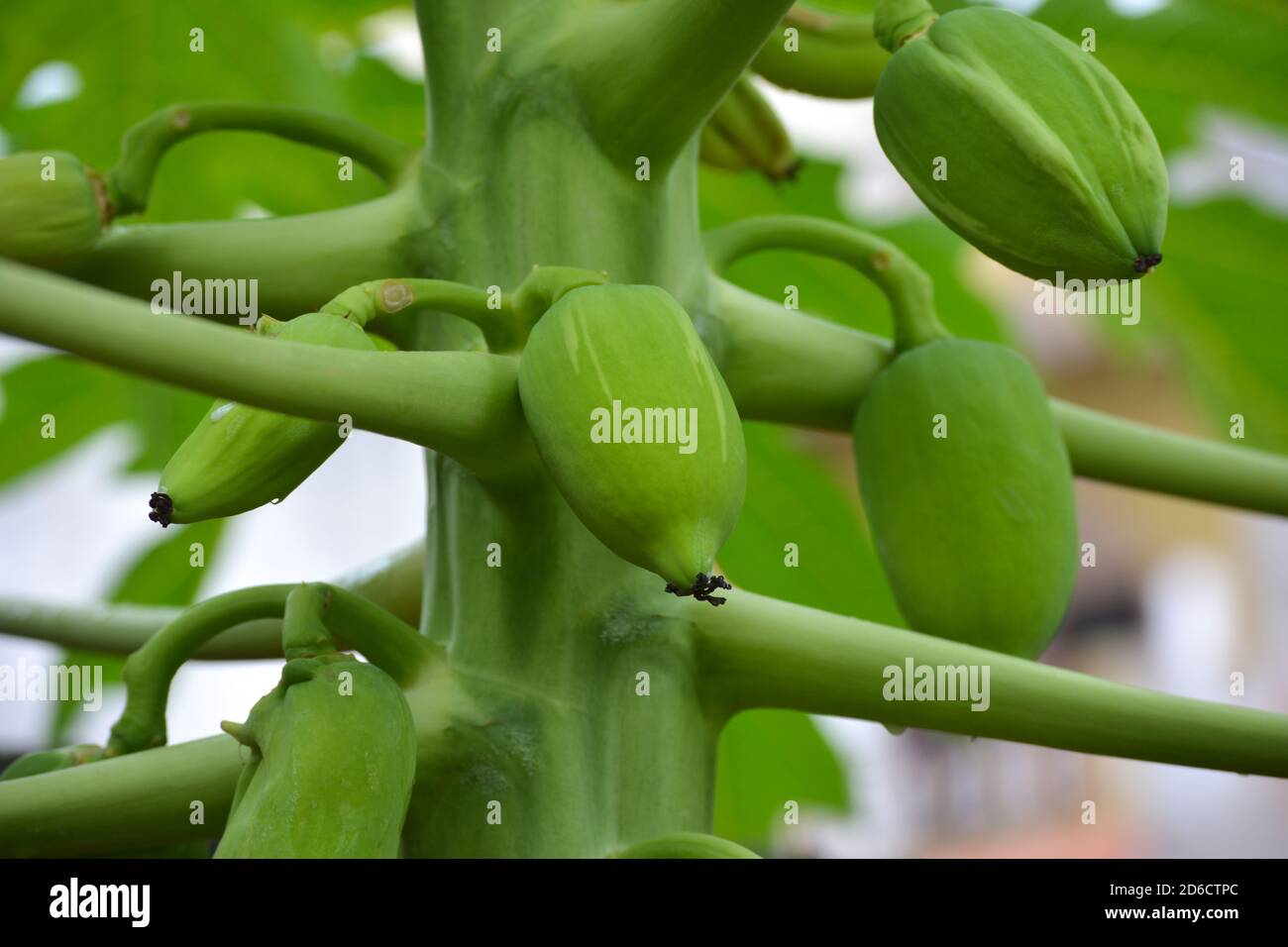Small papaya hi-res stock photography and images - Alamy