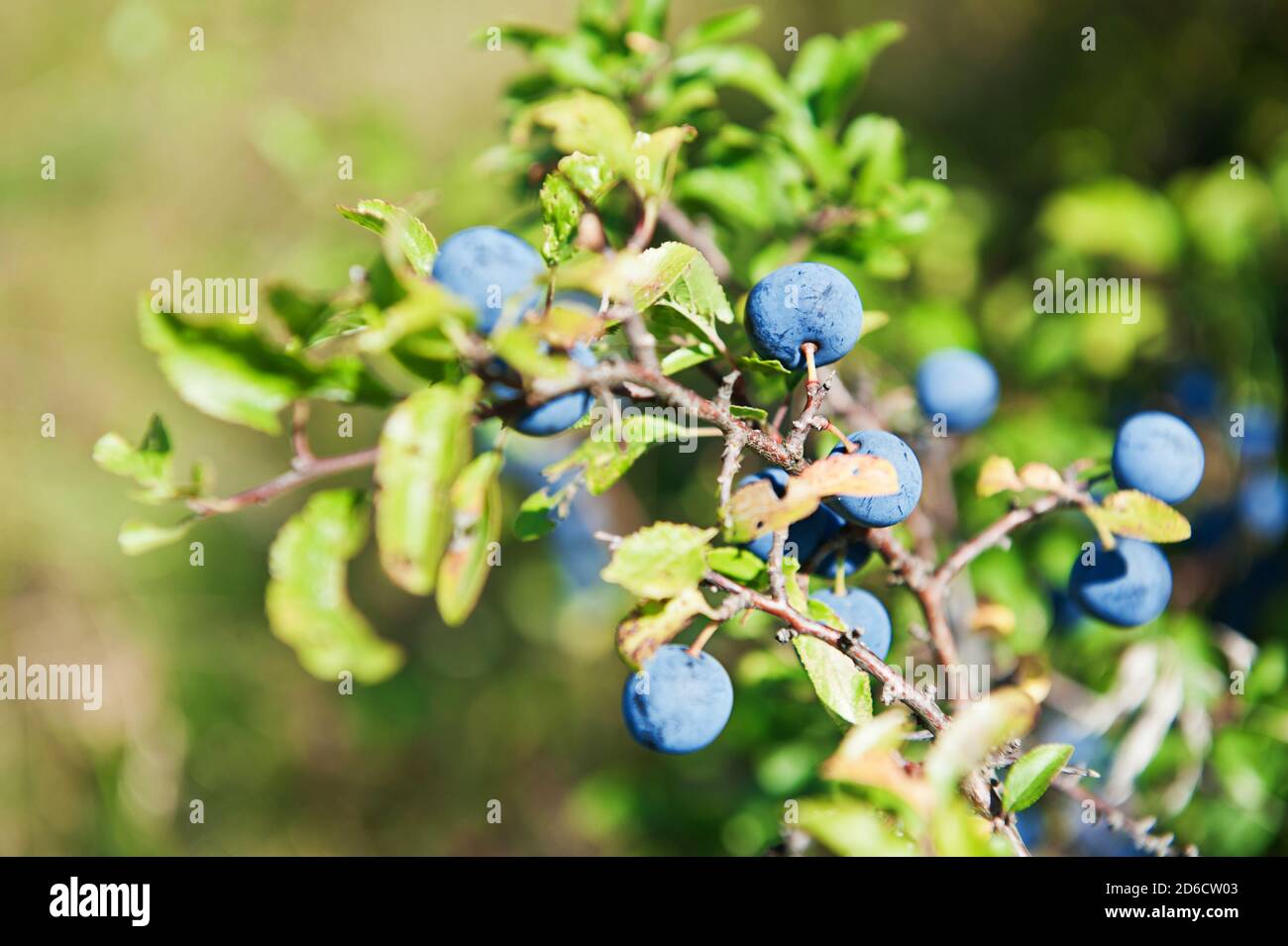 Detailed photo of ripe fresh sloe berries growing on a tree with a ...