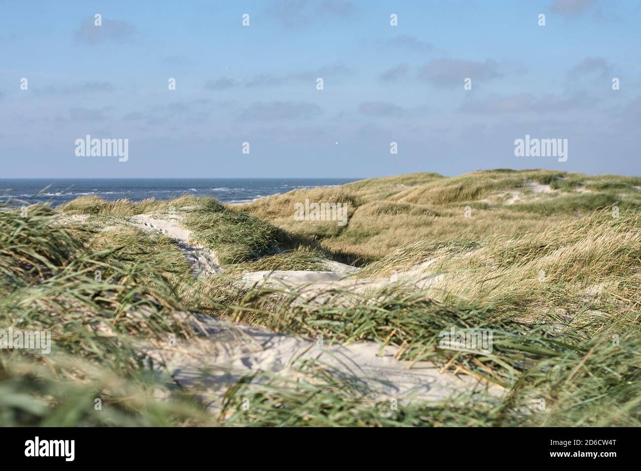 Coastal dune between Skagen and Hals in North Jutland Region in Denmark ...