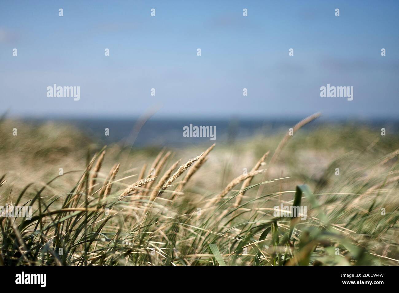 Coastal dune between Skagen and Hals in North Jutland Region in Denmark ...