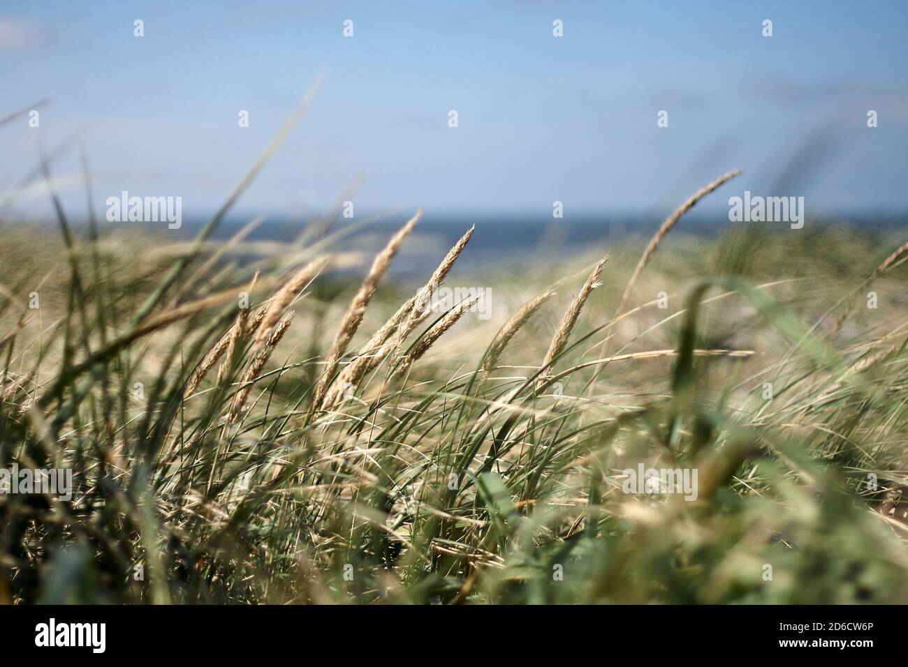 Coastal dune between Skagen and Hals in North Jutland Region in Denmark ...
