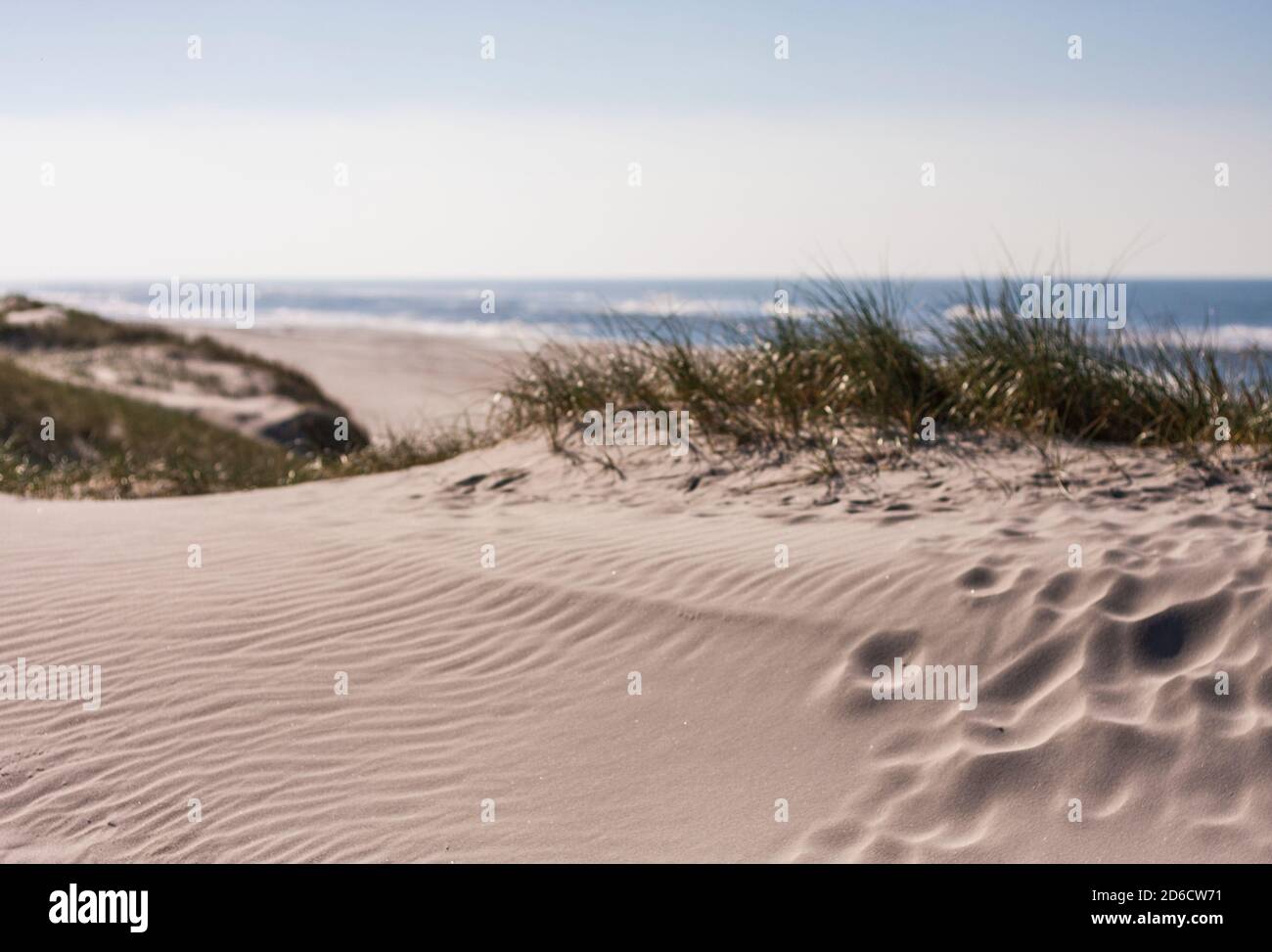 Coastal dune between Skagen and Hals in North Jutland Region in Denmark ...