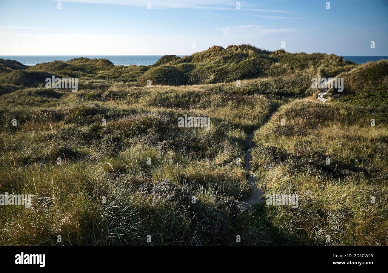 Coastal dune between Skagen and Hals in North Jutland Region in Denmark ...