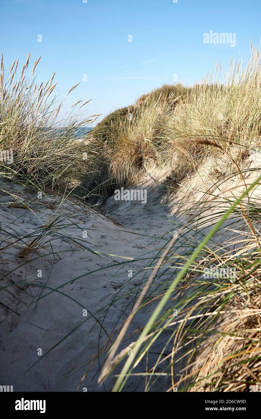 Coastal dune between Skagen and Hals in North Jutland Region in Denmark ...