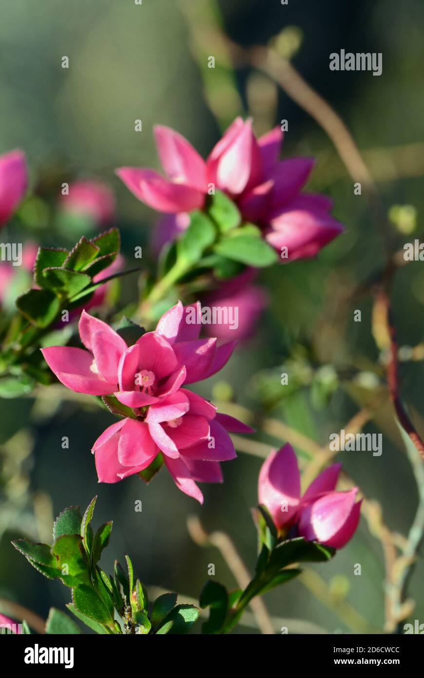 Deep pink flowers of the Australian Native Rose, Boronia serrulata ...