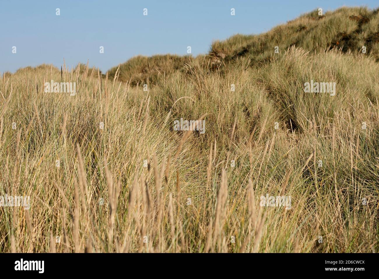 Coastal dune between Skagen and Hals in North Jutland Region in Denmark ...