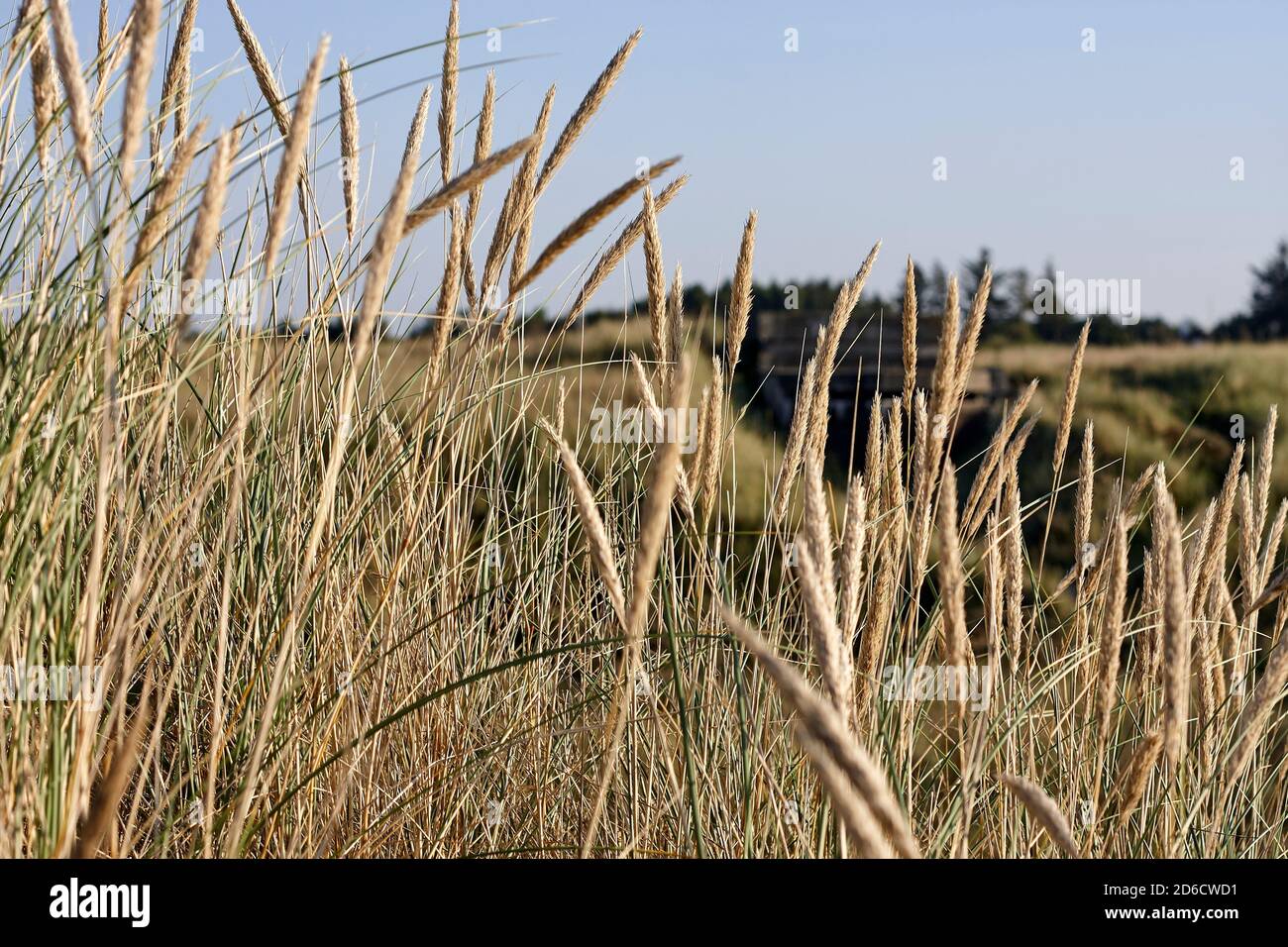 Coastal dune between Skagen and Hals in North Jutland Region in Denmark ...