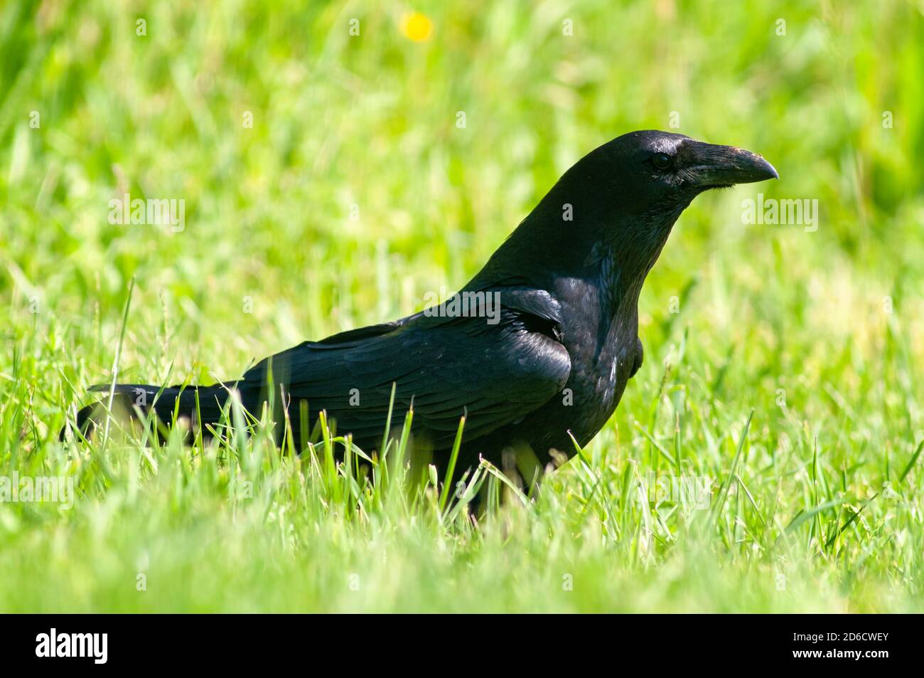 Corvus corone carrion crow crow hi-res stock photography and images - Alamy