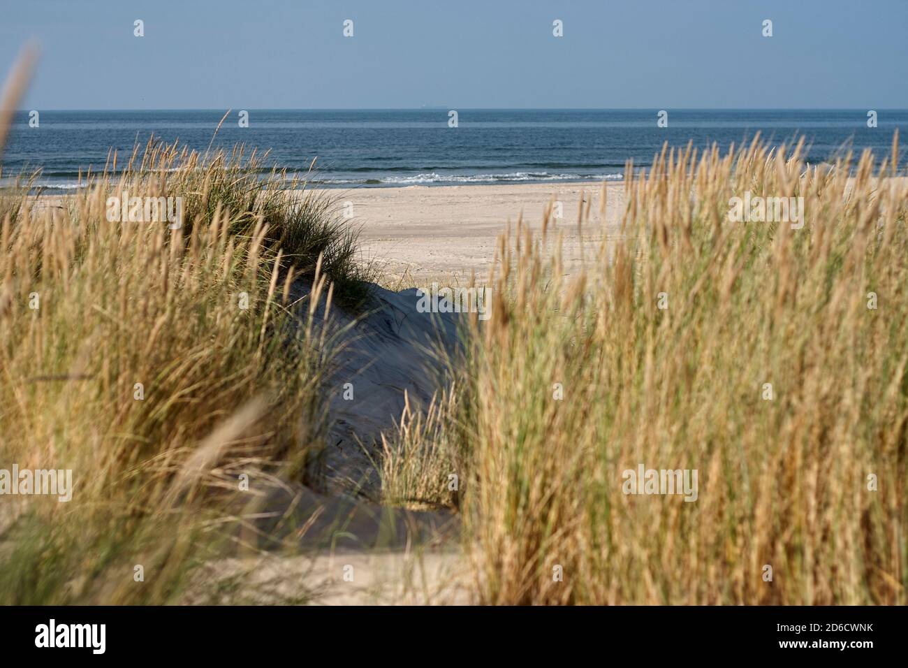 Coastal dune between Skagen and Hals in North Jutland Region in Denmark ...