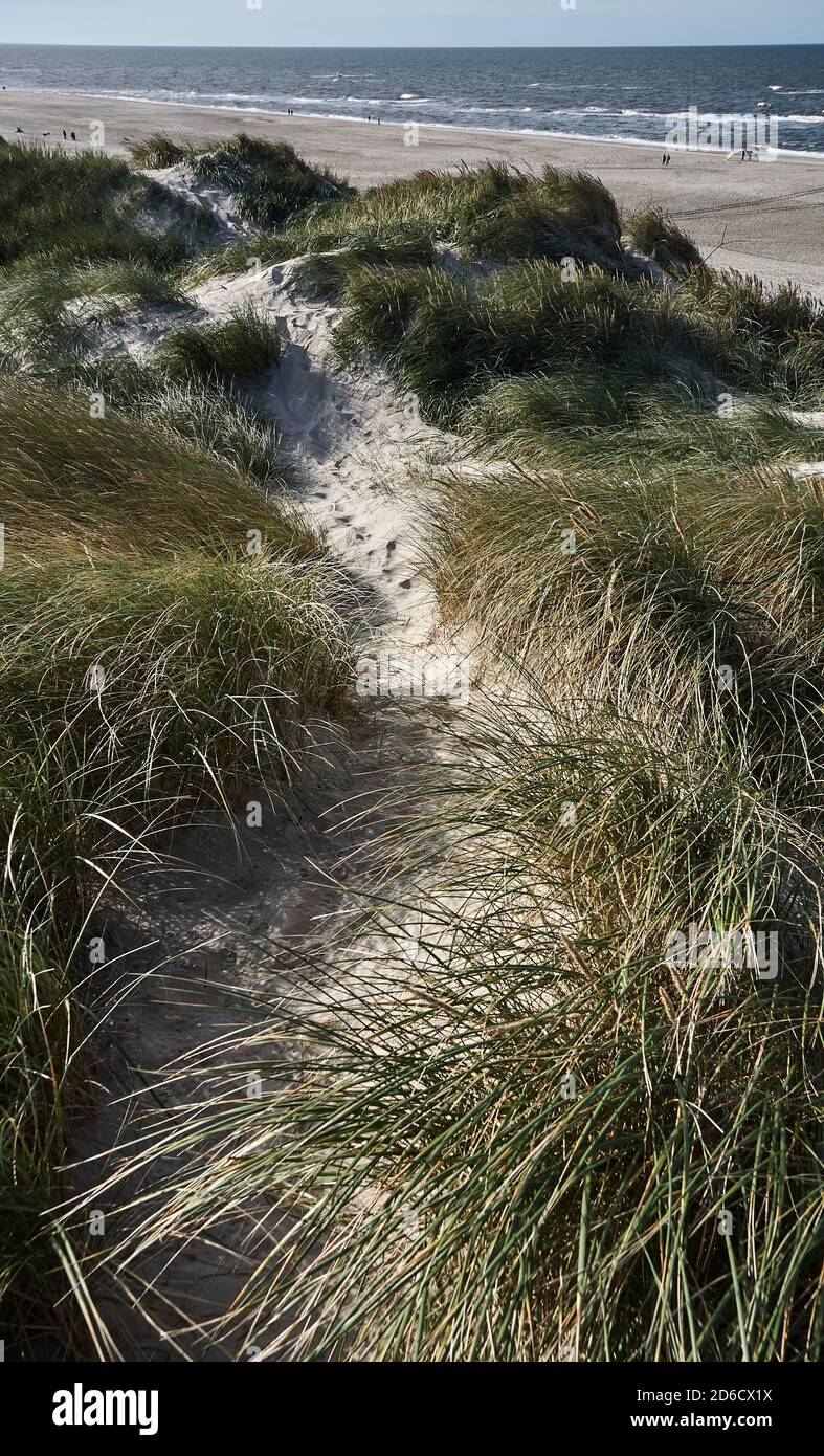 Coastal dune between Skagen and Hals in North Jutland Region in Denmark ...
