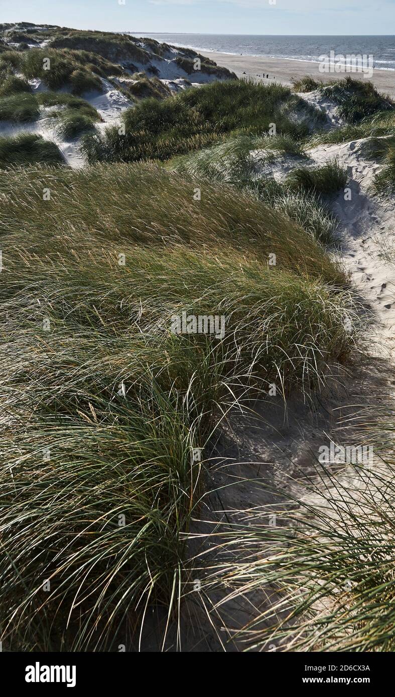Coastal dune between Skagen and Hals in North Jutland Region in Denmark ...