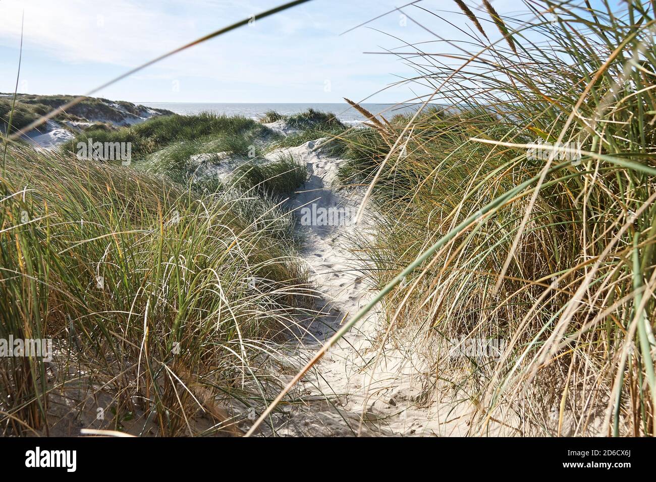 Coastal dune between Skagen and Hals in North Jutland Region in Denmark ...