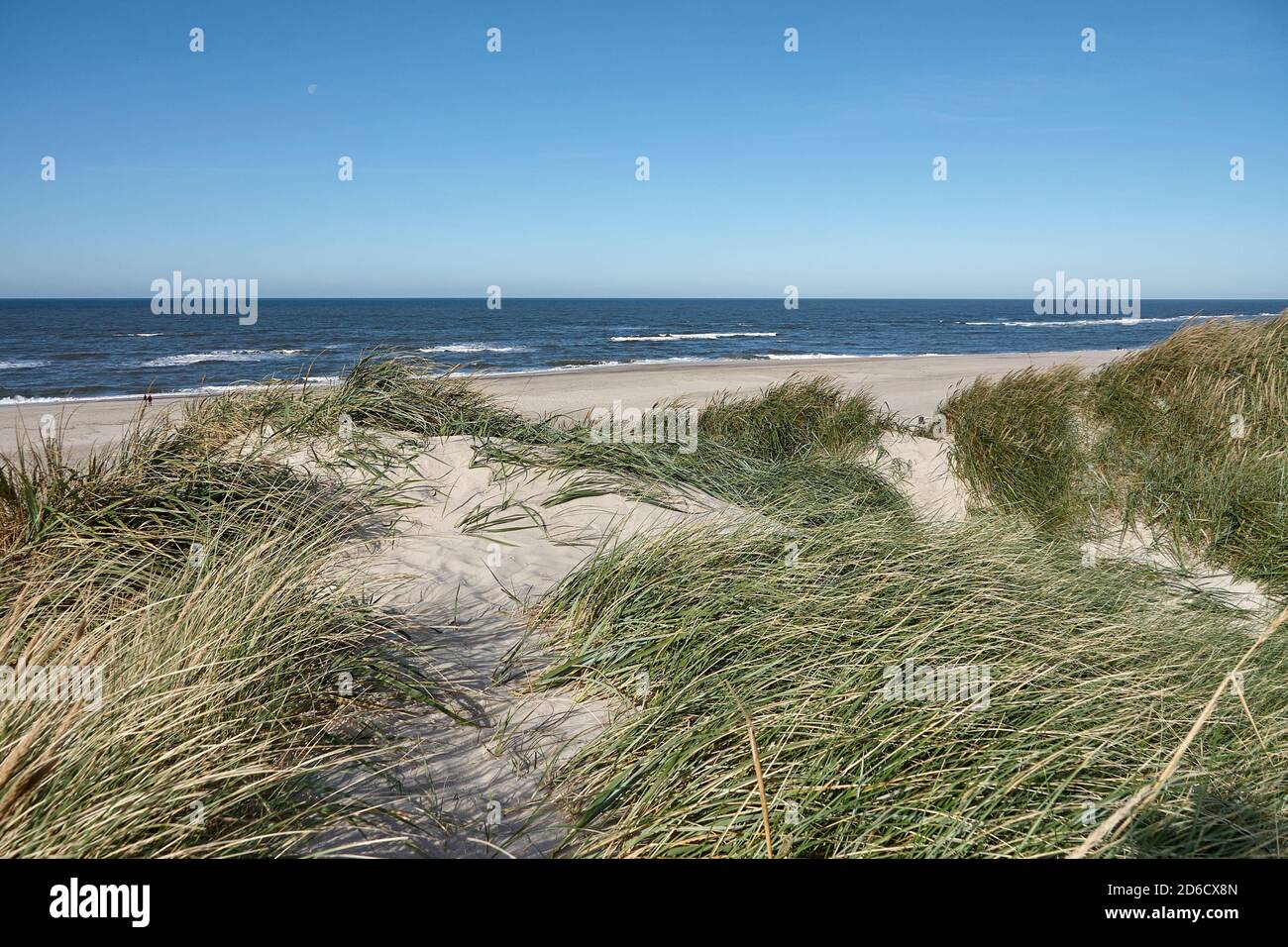 Coastal dune between Skagen and Hals in North Jutland Region in Denmark ...