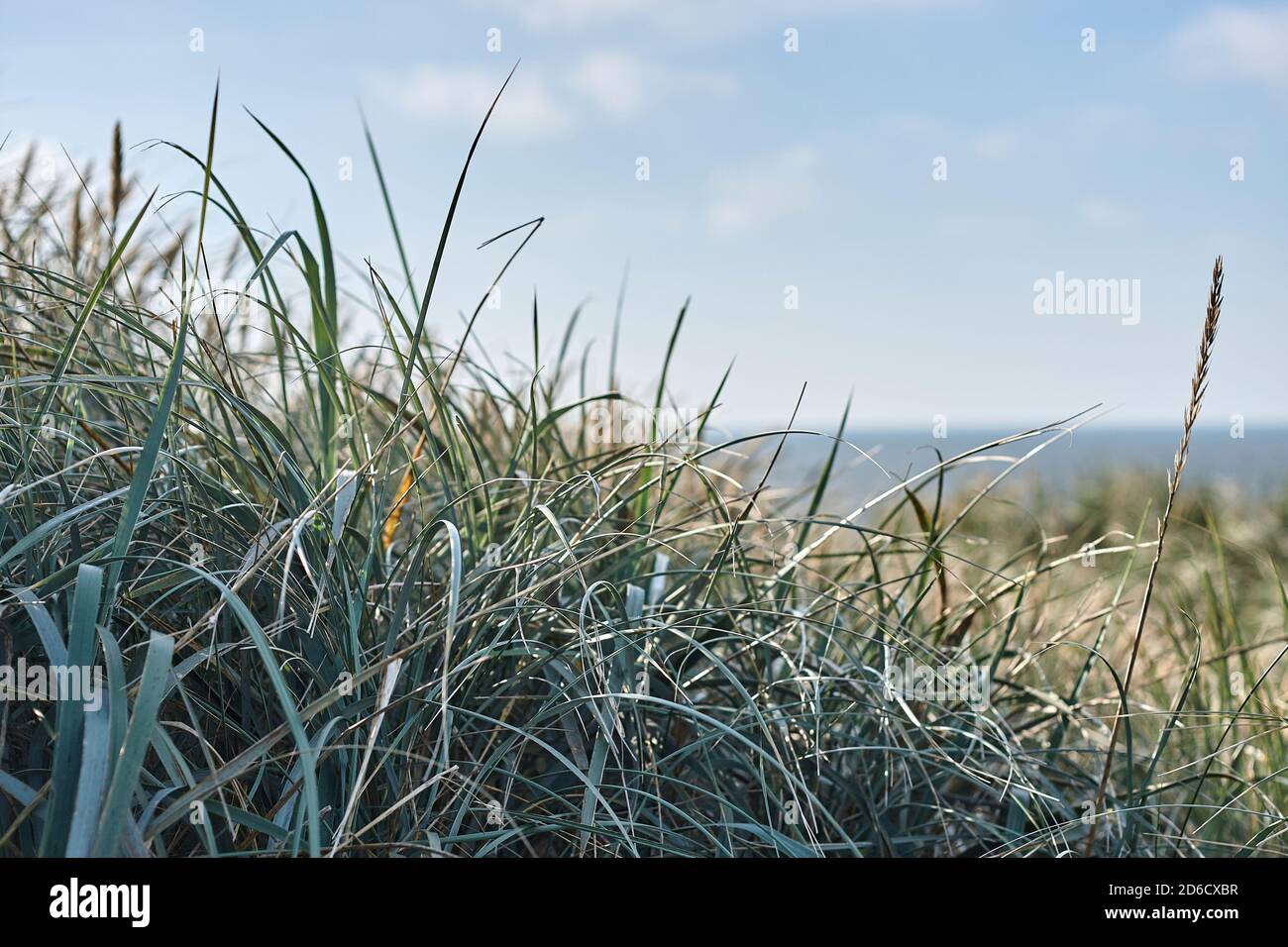 Coastal dune between Skagen and Hals in North Jutland Region in Denmark ...