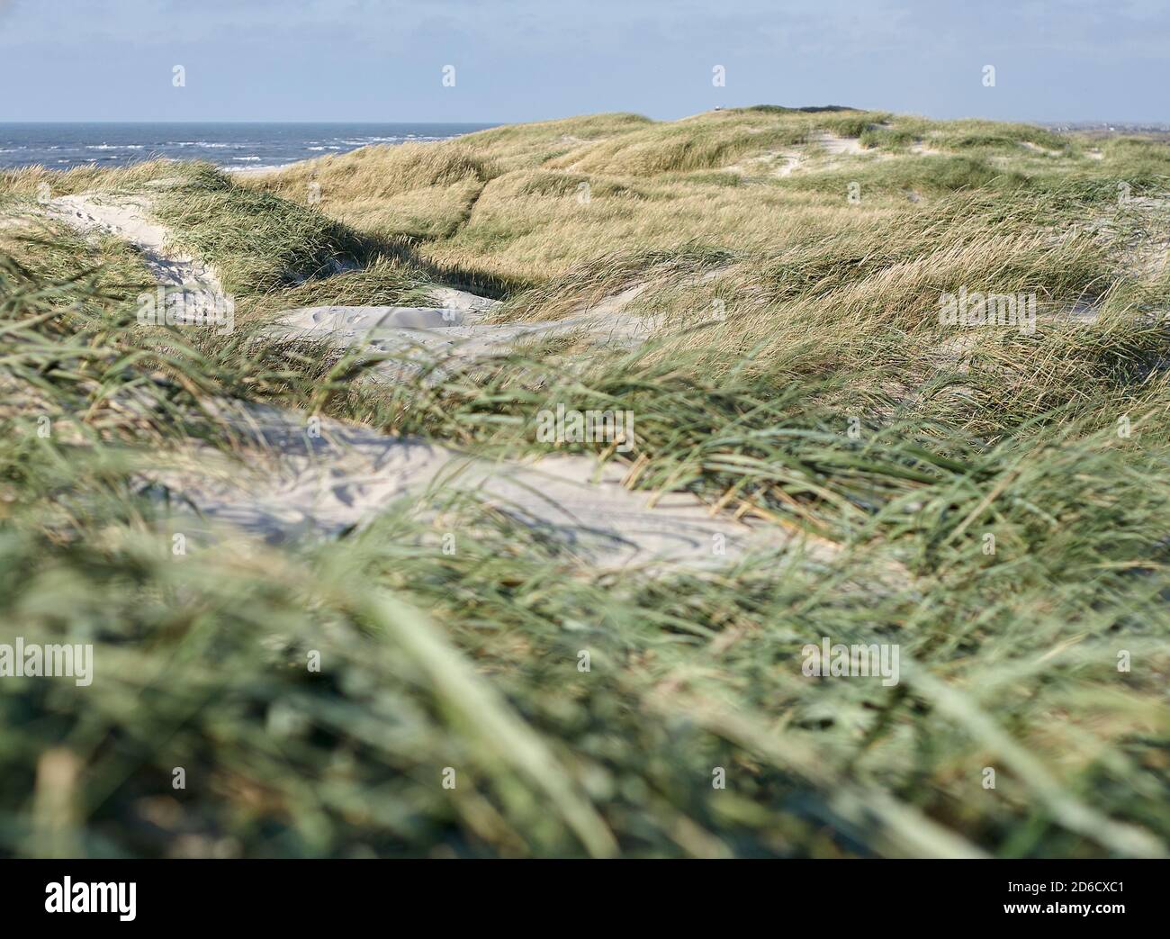 Coastal dune between Skagen and Hals in North Jutland Region in Denmark ...