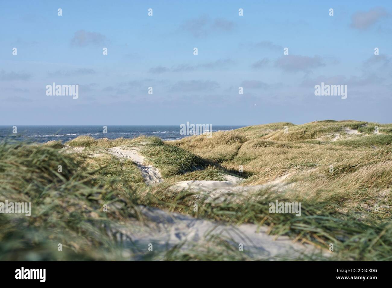 Coastal dune between Skagen and Hals in North Jutland Region in Denmark ...