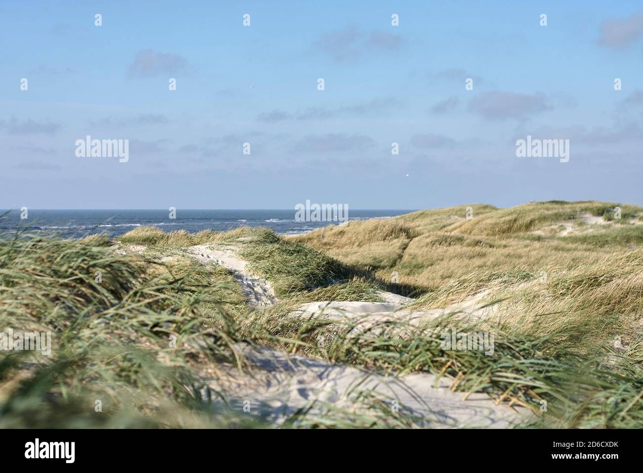 Coastal dune between Skagen and Hals in North Jutland Region in Denmark ...