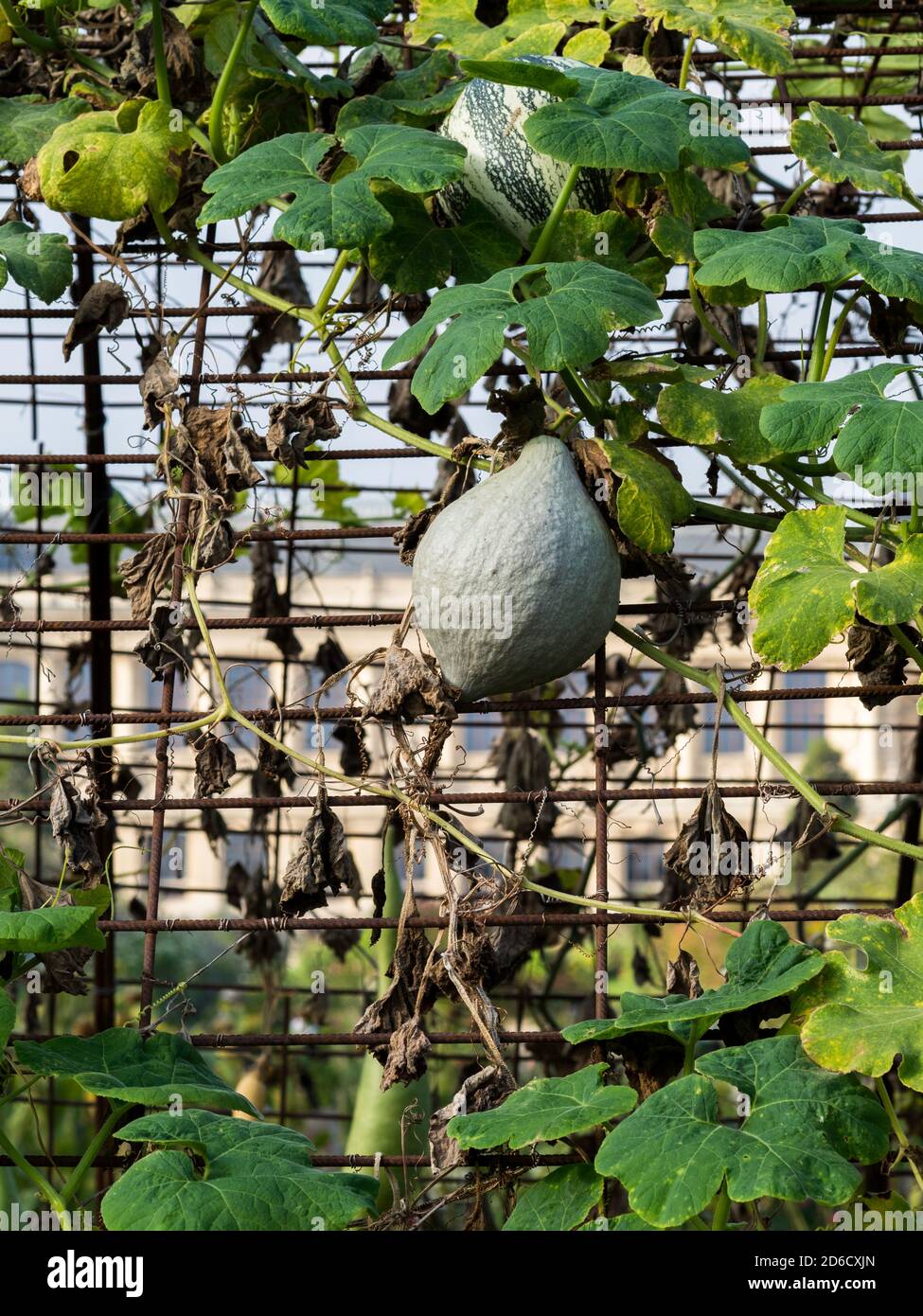 Cucurbit hi-res stock photography and images - Alamy