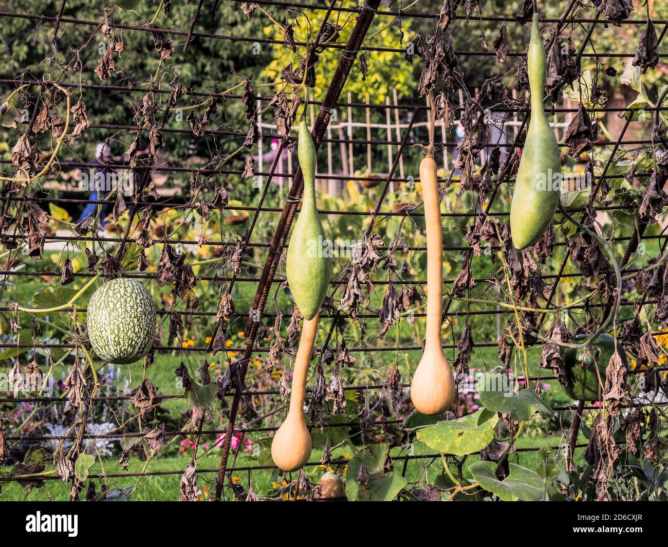 Cucurbit plantation at Paris Jardin des Plantes Stock Photo - Alamy