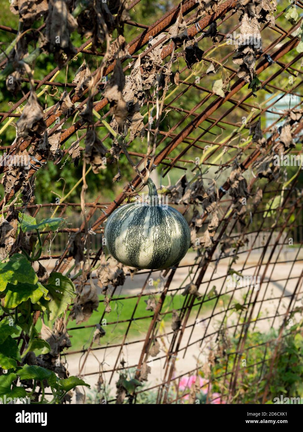 Cucurbit plantation at Paris Jardin des Plantes Stock Photo - Alamy