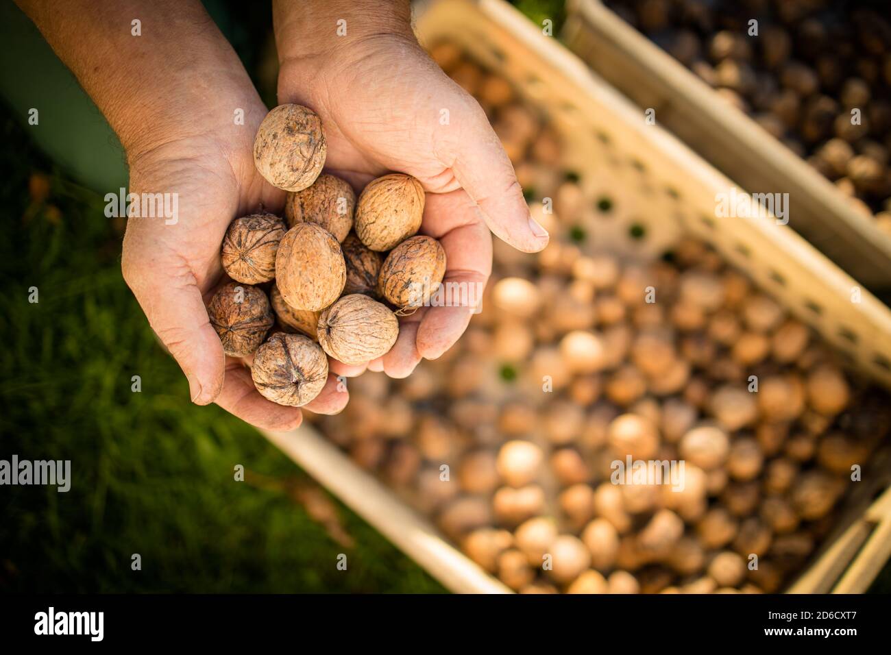 Walnut harvest. Walnuts in the basket on the green grass Stock Photo ...