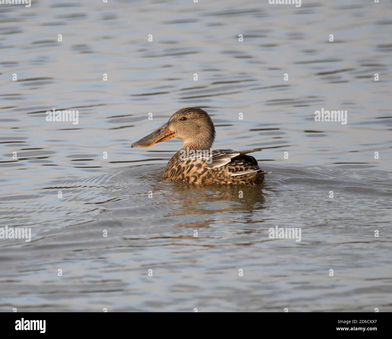 Species shoveler hi-res stock photography and images - Alamy