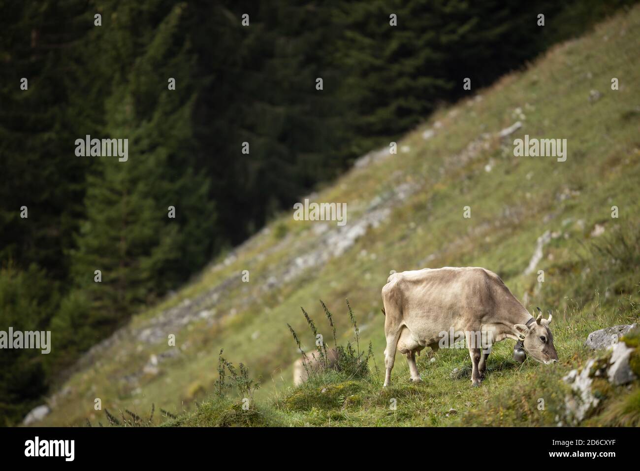 Brown swiss cow autumn hi-res stock photography and images - Alamy