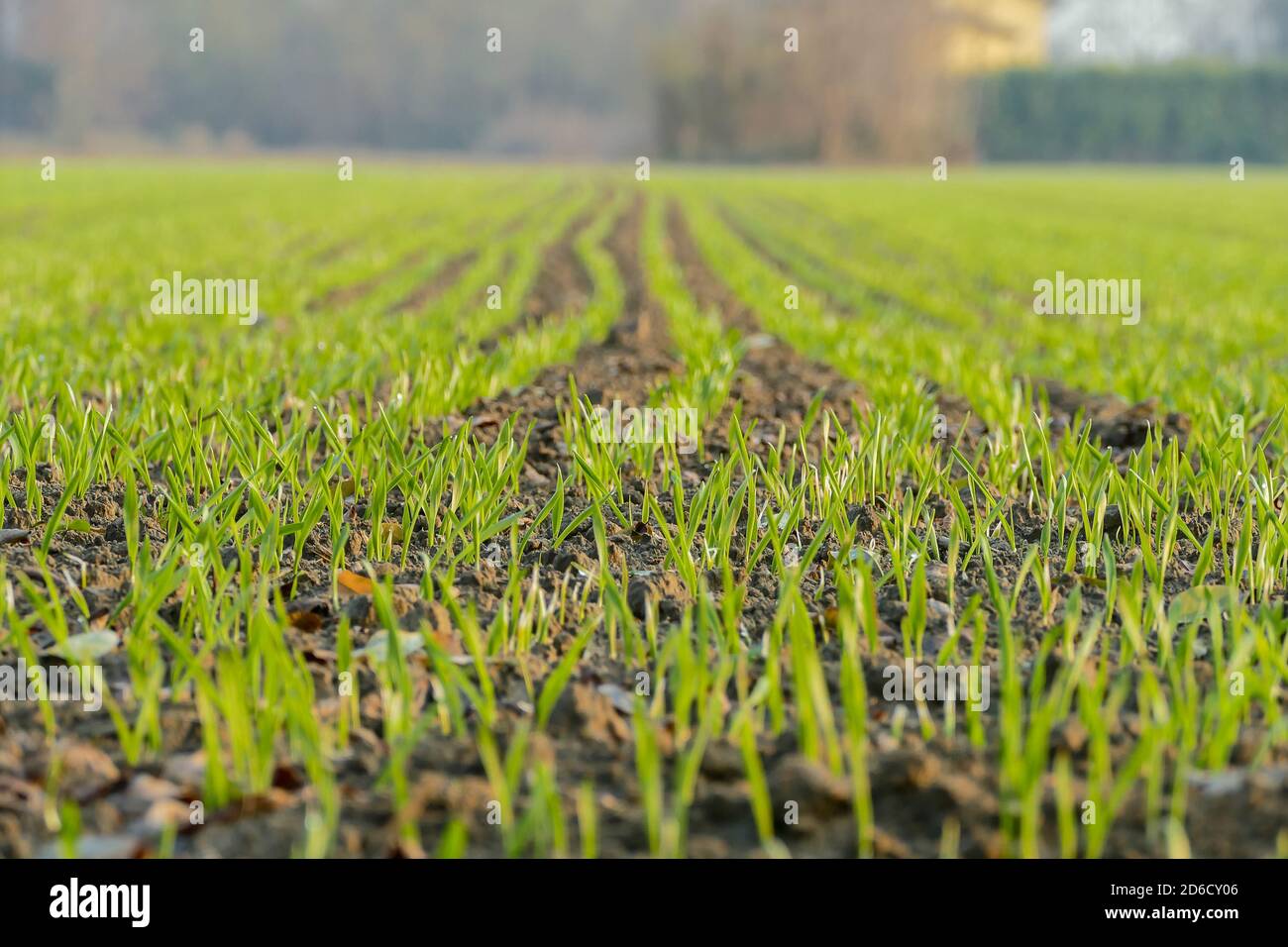 green field of corn, digital photo picture as a background Stock Photo ...