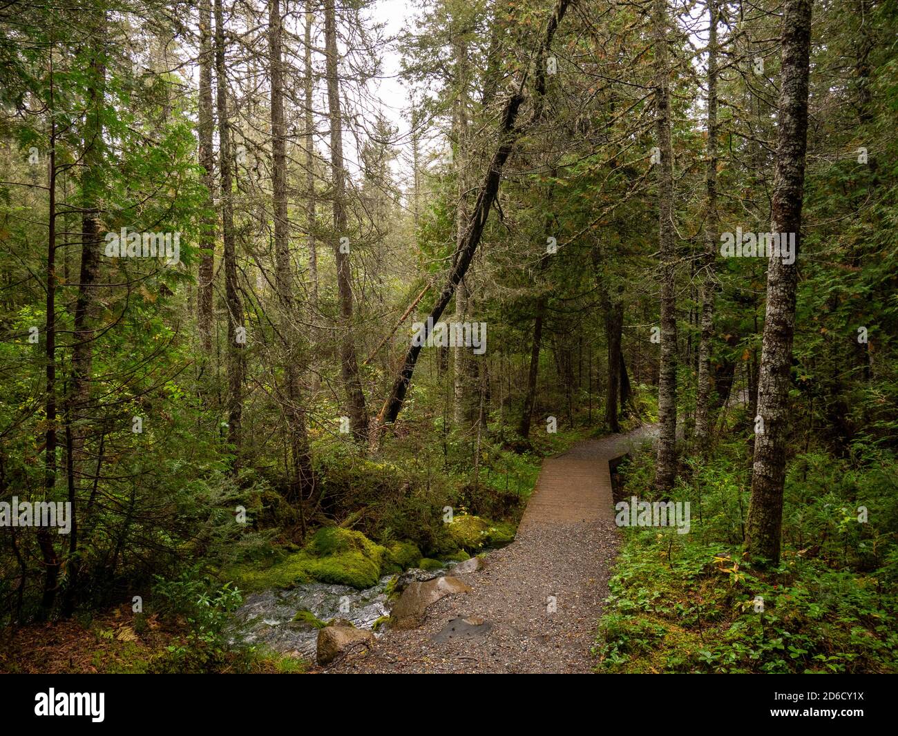 A rainy day in the trail of the Gaspesie National Park in Quebec ...