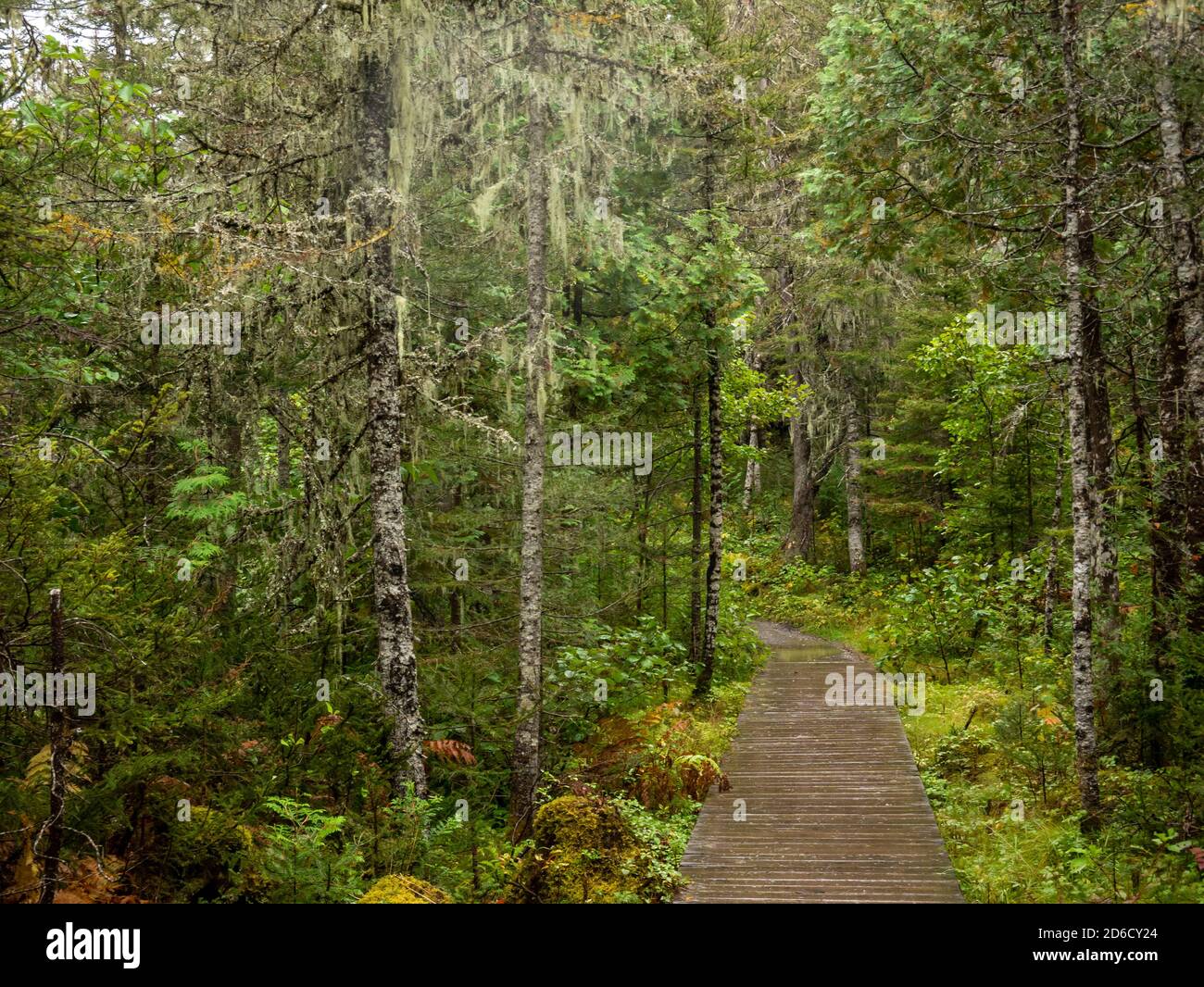 A rainy day in the trail of the Gaspesie National Park in Quebec ...