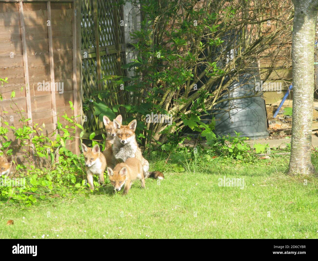 Urban Foxes in garden Stock Photo - Alamy