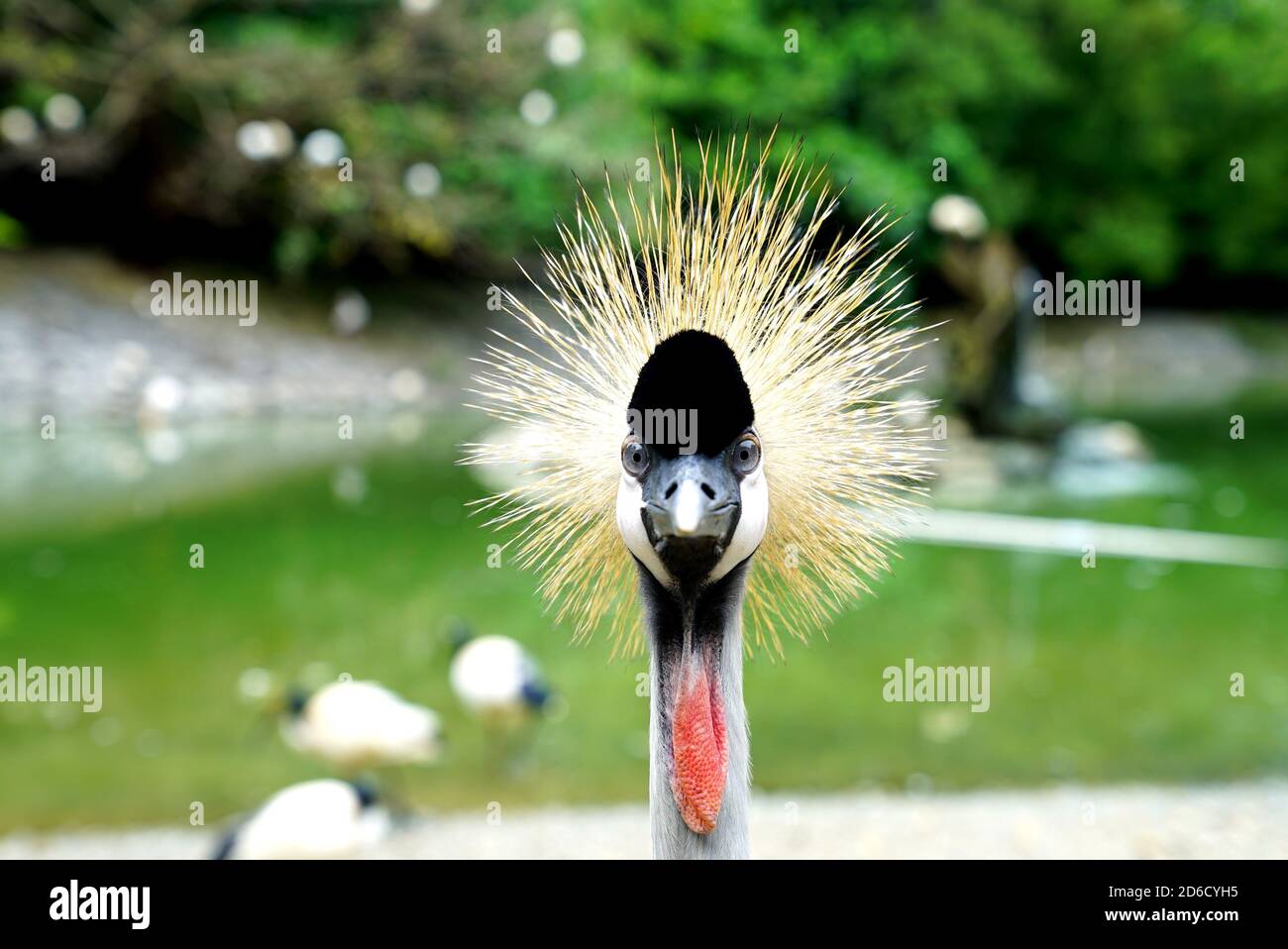 Crane bird hi-res stock photography and images - Alamy