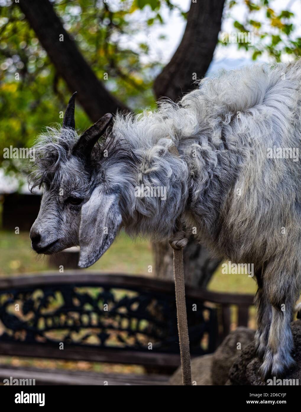 Cute little goat animal in autumnal natural countryside background ...