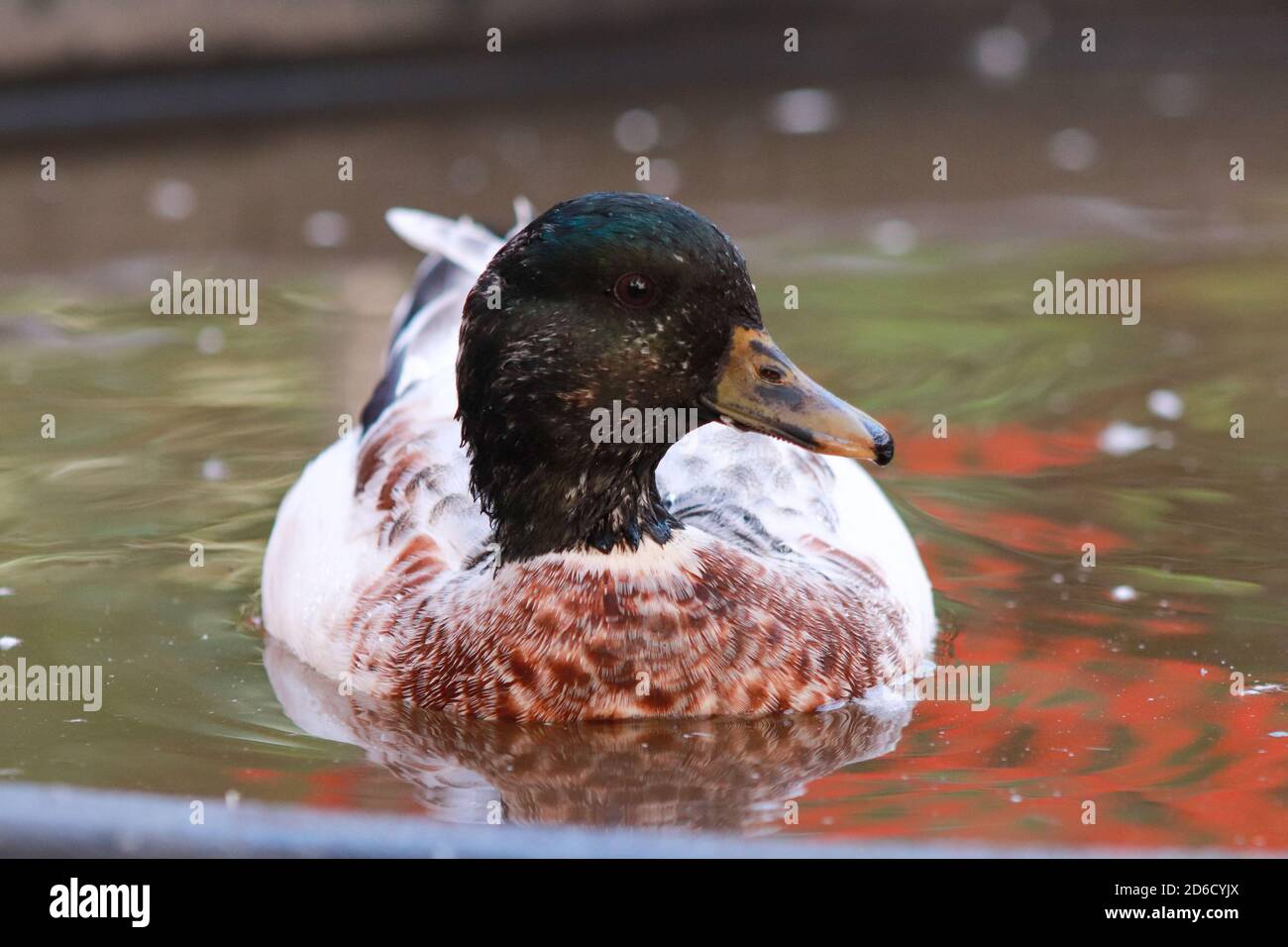 Male Snowy Call Ducks swimming in little pool . High quality photo ...