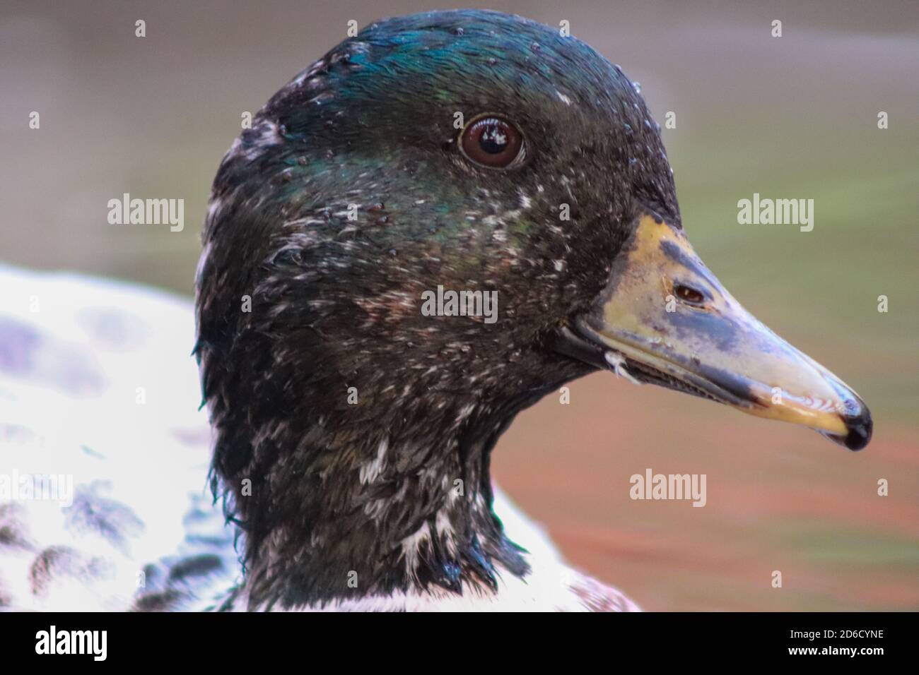 Call duck hi-res stock photography and images - Alamy