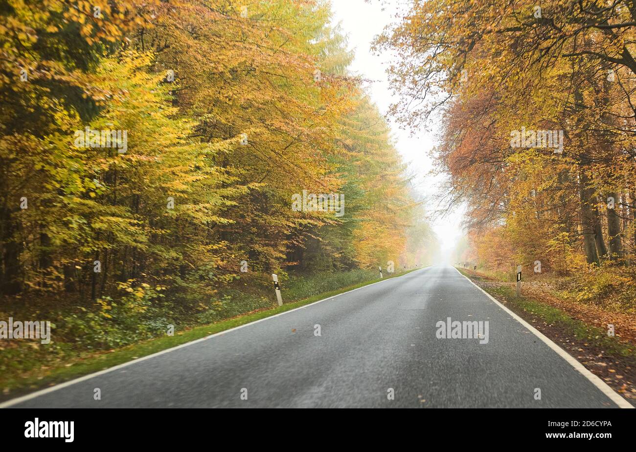 Empty forest road in autumn Stock Photo - Alamy