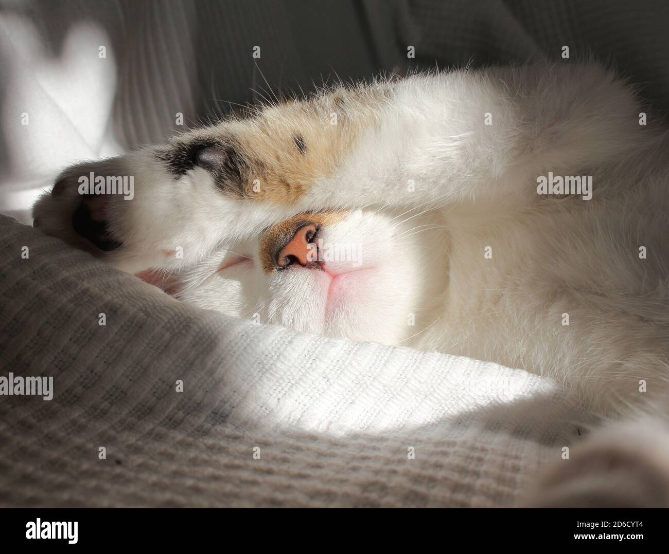 Cute white cat sleeping on the couch Stock Photo - Alamy