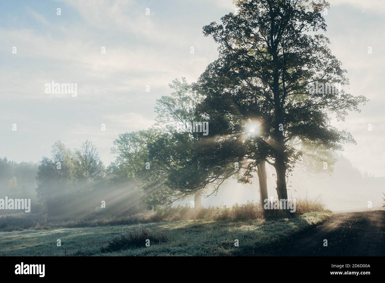 Beautiful sunlight through forest trees hi-res stock photography and ...