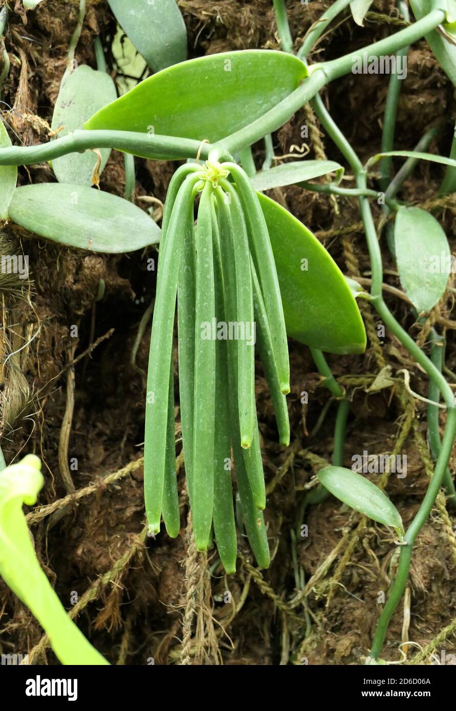 Vanilla plant hi-res stock photography and images - Alamy