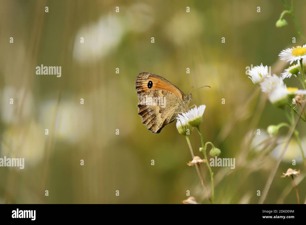 Isolated specimen of a butterfly of the species Hipparchia statilinus ...