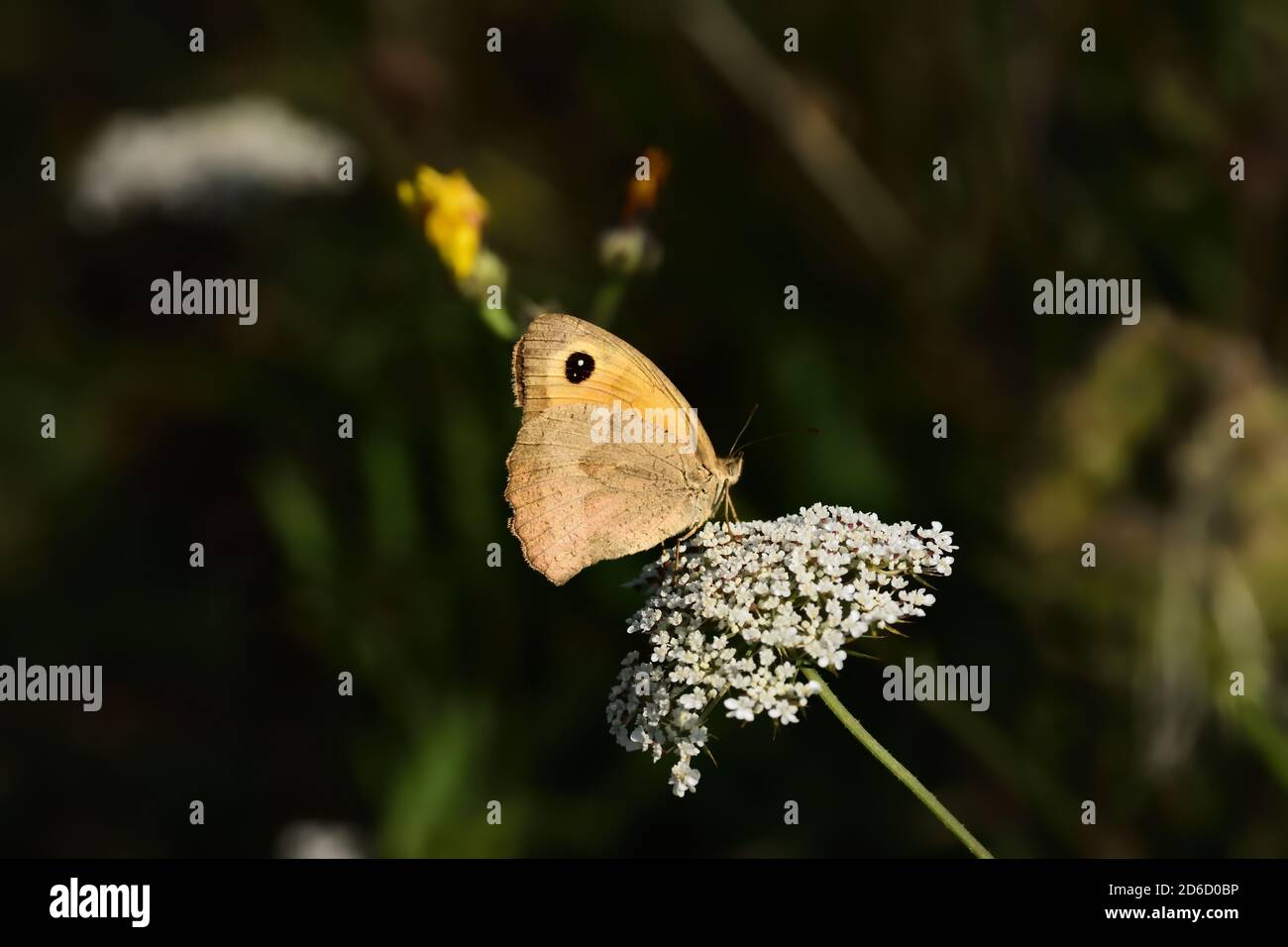 Macro photograph of an isolated Gatekeeper or Hedge brown butterfly ...