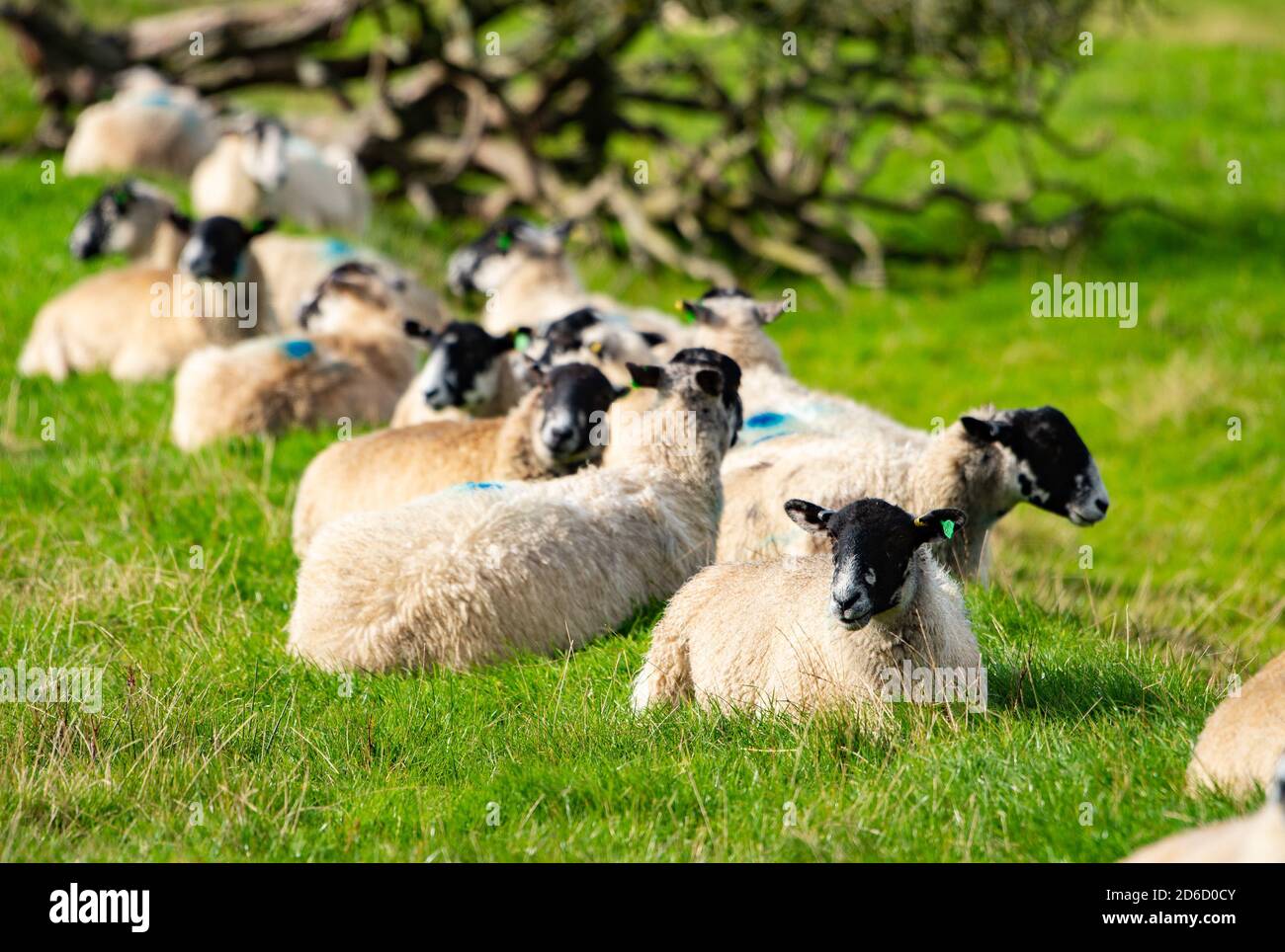 Mule in a field hi-res stock photography and images - Alamy